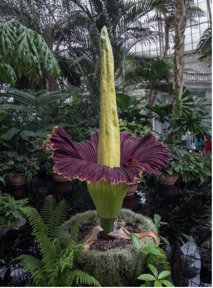 Flytraps, Corpses, Joe Pesci: A fact-finding mission to Denver Botanic ...